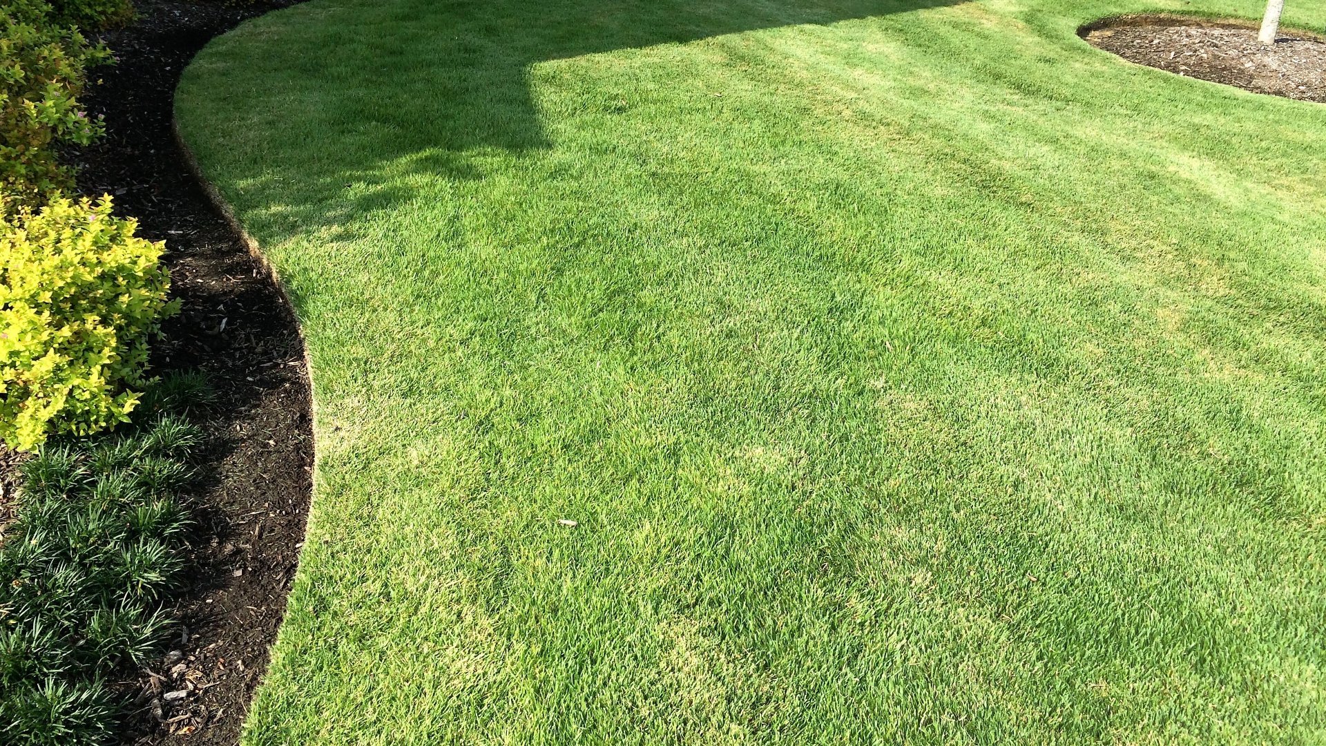 Want to Keep Your Lawn Weed-Free Going Into Winter? Here's What to Do ...
