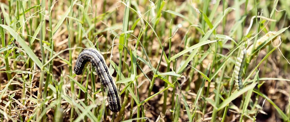 Armyworms or Grubs - Which of These Insects Is Destroying Your Lawn ...
