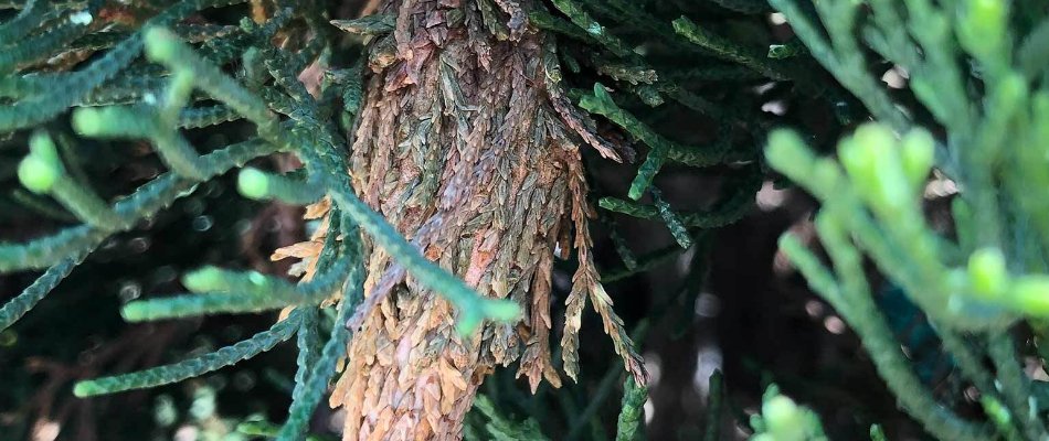 Insects That Can Damage Your Trees & Shrubs & How to Deal With Them ...