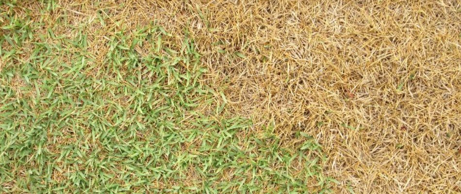 Understanding Brown Patch: Symptoms, Causes, & Treatment | Picture ...