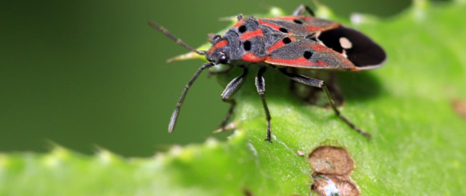 What Are Chinch Bugs & How Can I Tell if They’ve Infested My Lawn ...