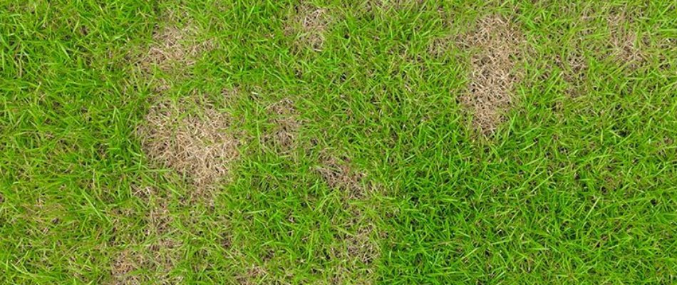 Fairy Ring & Dollar Spot - Two Lawn Diseases to Keep an Eye Out For ...