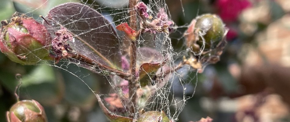 Insects That Can Damage Your Trees & Shrubs & How to Deal With Them ...