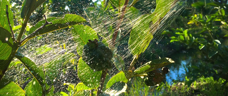 What Do My Trees & Shrubs Need This Fall? | Picture Perfect Landscapes