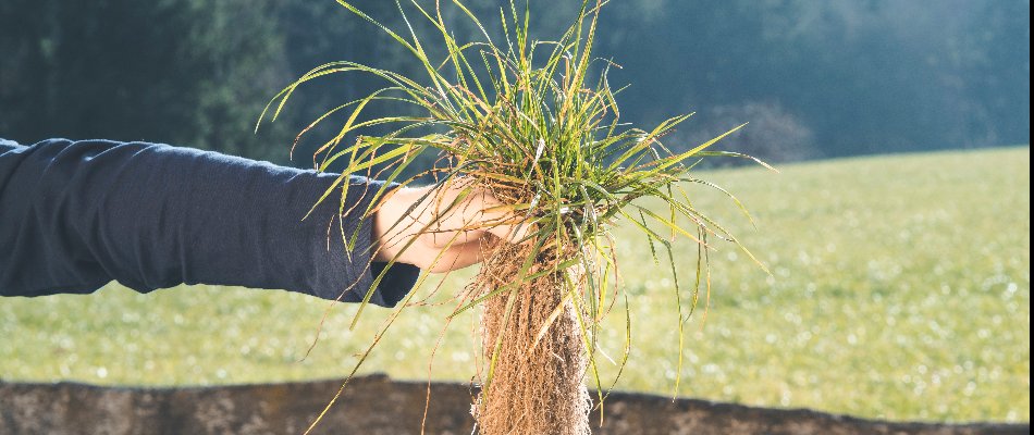 Crabgrass: What Does It Look Like & How Can You Prevent or Control It ...