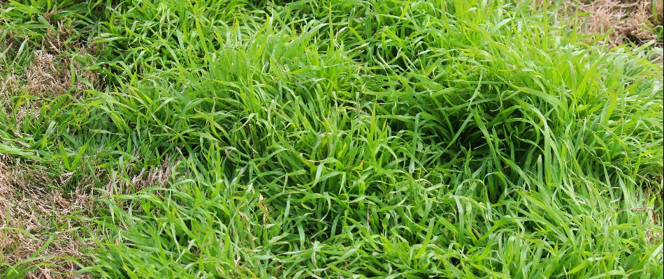 Poa Annua Is a Winter Weed That Germinates in the Fall in Tennessee ...